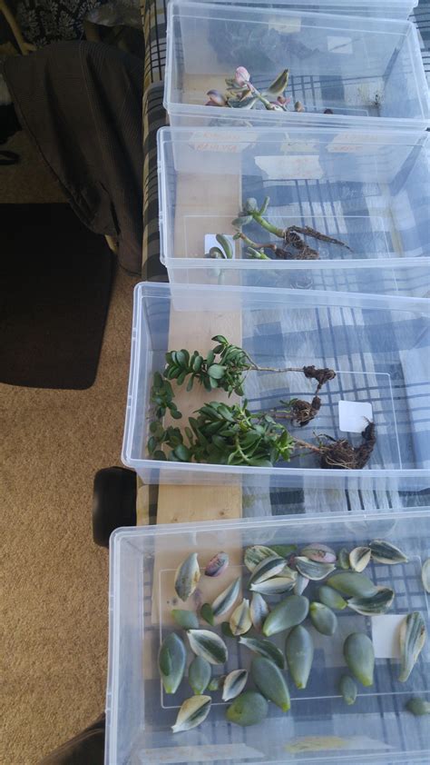 Help With Scale Mealybugs Control On Succulents R Plantclinic
