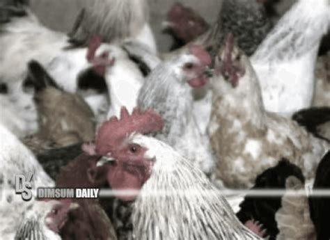 Hong Kong Suspends Poultry Imports From Uk And Canada Due To Avian