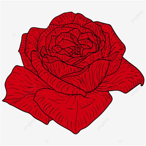 Beautiful Color Sketch Rose Aster White Stencil Woodcut Png And
