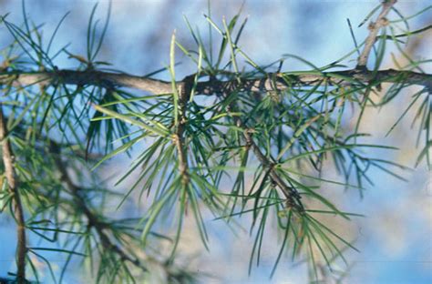 Factsheet Acacia Tetragonophylla F Muell