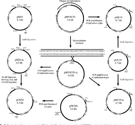 Figure 1 From Development Of A Markerless Gene Knock Out System For