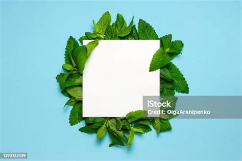 민트 레몬 밤 페퍼민트 및 흰색 빈 종이의 신선한 녹색 잎이 파란색 배경 상단보기에 있습니다 민트 잎 질감 생태 자연 레이아웃