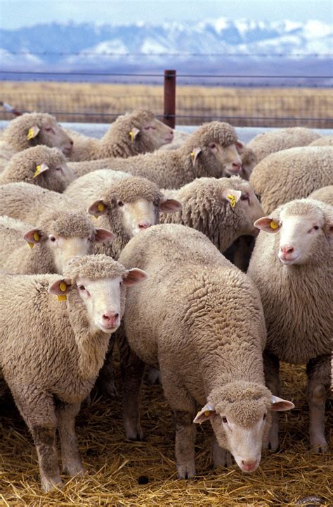 Food Safety TA03 Group 2 Mad Cow Disease Originated From Sheep