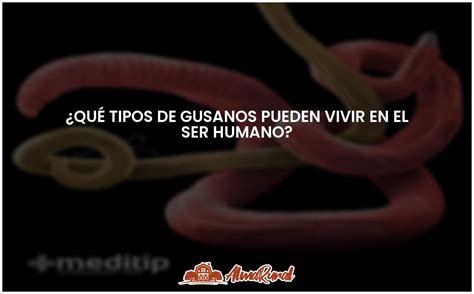 Tipos De Gusanos Que Pueden Vivir En El Ser Humano Información Y
