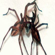 Gifts During Sex Matter After The Scientist Magazine