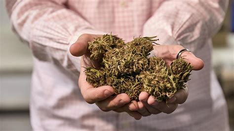 Senado Debatirá Si Aprueba O No El Consumo Recreativo De La Marihuana
