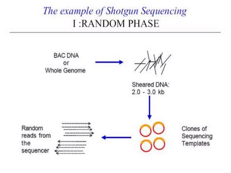 Whole Genome Shotgun Sequencing Pptx
