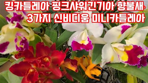 킹카틀레아 유럽제라늄 레드돌 신비디움 긴기아난 베란다정원 화초키우기 Youtube