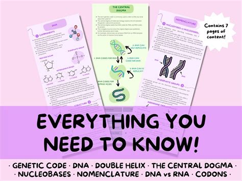 DNA Structure A Level Biology Study Notes Guide Etsy