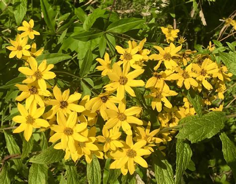 Fall Asters Provide Late Season Color The Interior Journal The Interior Journal