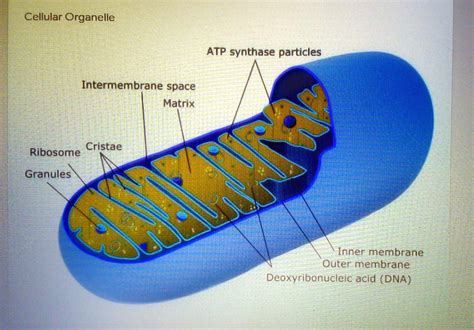 SOLVED Cellular Organelle ATP Synthase Particles Intermembrane Space