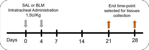 Investigation Of Aberrant Basaloid Cells In A Rat Model Of Lung Fibrosis Jasmine Cao