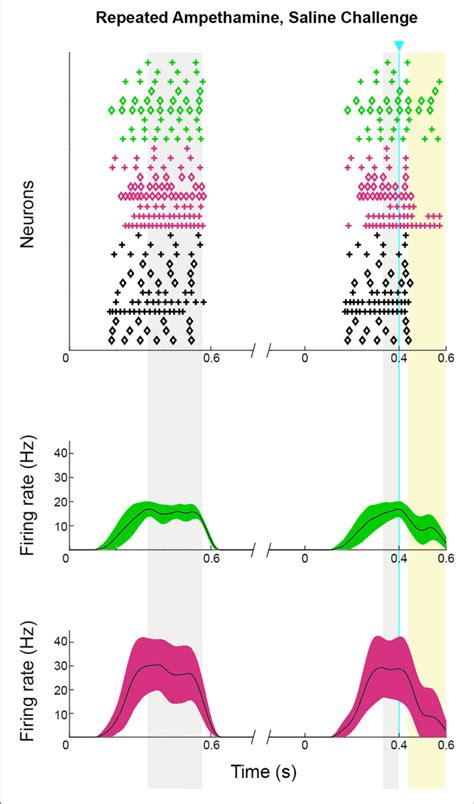 | Striosomal and matrix SPN responses to ChI activation were maintained ...