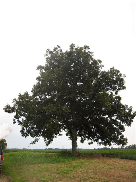 Grainger Shagbark Hickory Rock Bridges Trees