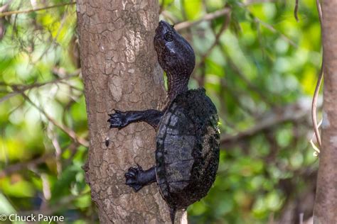 Do Turtles Climb Trees Unveiling The Mystery Vet Advises