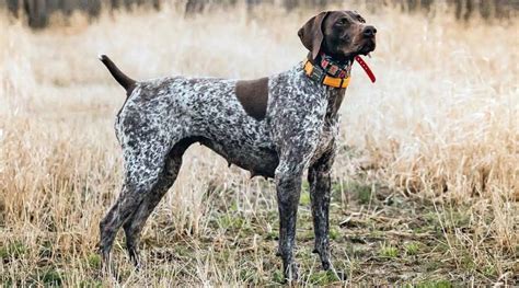 The Pointer Breeds Everything You Need To Know Petmojo