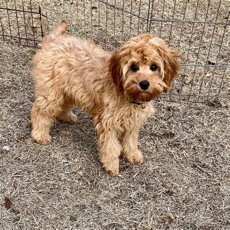 Toy And Cavapoo Puppies For Sale In Texas Vickys Toy Puppies