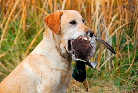 Qué Tipo De Perros Se Usaron En Un Propósito De Perros