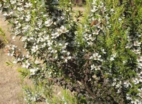 Leptospermum Polygalifolium Jelly Bush The Seed Vine