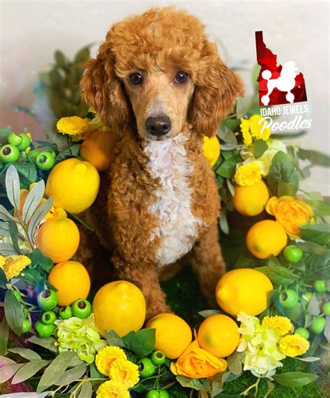 Idaho Jewels Poodles — Junebug Red Abstract Moyen Girl Guardianship