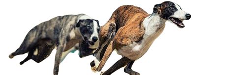 Greyhound Supplies Sleek Hounds Greyhound Whippet Lurcher Suppliers