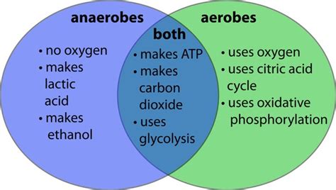 Aerobic Anaerobic Bacteria Over 67 Royalty Free Licensable Stock