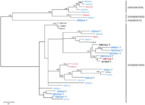Consensus Bayesian Tree Tree Based On Its Sequences For The 37 Download Scientific Diagram
