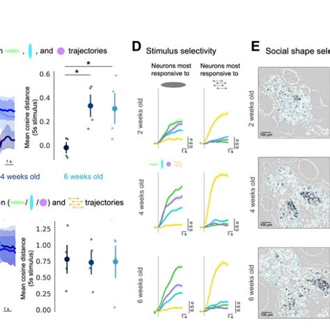 Maturation Of Neural Selectivity To The Shape Of Social Motion Stimuli Download Scientific
