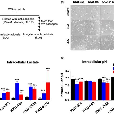 Comparison Of Cholangiocarcinoma Cca Cell Lines Cultured Under Lactic