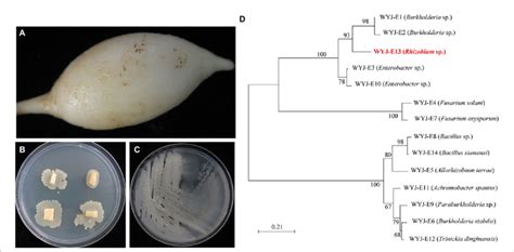 The Isolation And Characterization Of Endophytes Isolated From The