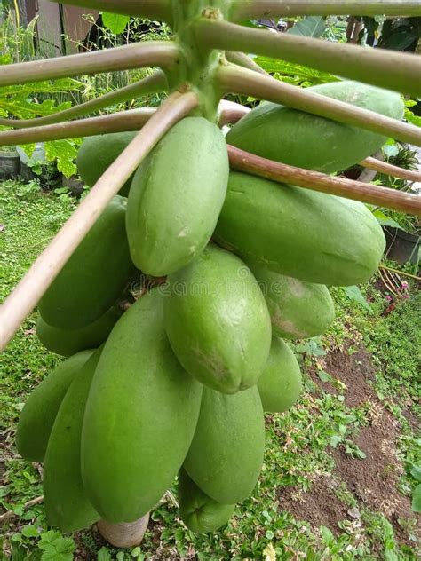Papaya Tree In Front Of House