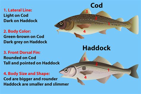 Cod Vs Haddock All You Need To Know Fishingbooker Blog