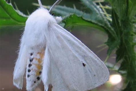 Mariposas Mariposa Gata Peluda