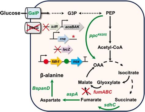 Efficient Fermentative Production Of β Alanine Using Engineered E Coli