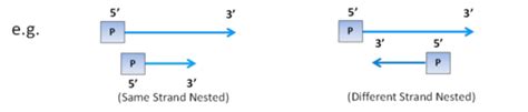 Overlapping Genes Flashcards Quizlet