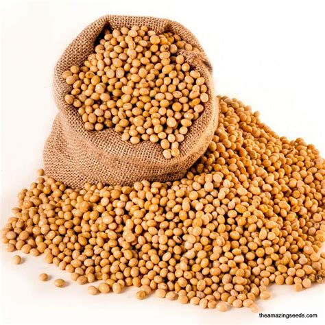 Gmo Soybeans