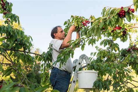 Discovering Chilean Cherries An Export Delicacy