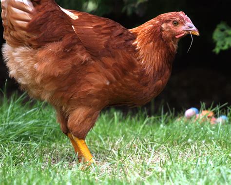 Efowl · Efowl
