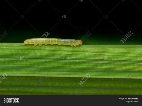 Rice Leaf Folder Larva Image And Photo Free Trial Bigstock