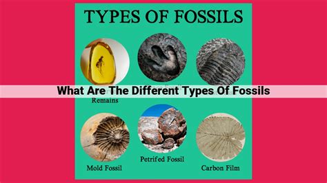 Comprehensive Guide To Fossil Types Body Fossils Trace Fossils Chemical Fossils And More