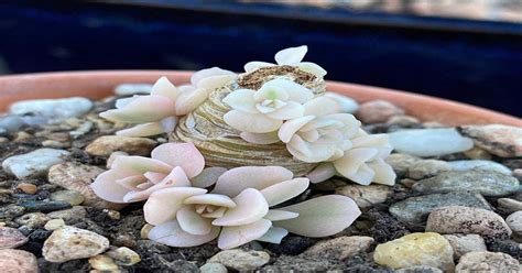 Tips For Getting More Succulent Pups