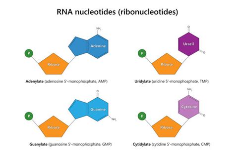 รูปภาพchondromalacia เลือกดูภาพถ่ายสต็อก เวกเตอร์ และวิดีโอ488