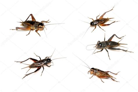 Cricket Insect Varieties At Karen Evans Blog