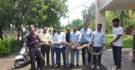 Python Video पावर हाउस में घुसा 12 फीट लंबा अजगर कर्मचारियों के उड़ गए होश Seeing A 12 Feet
