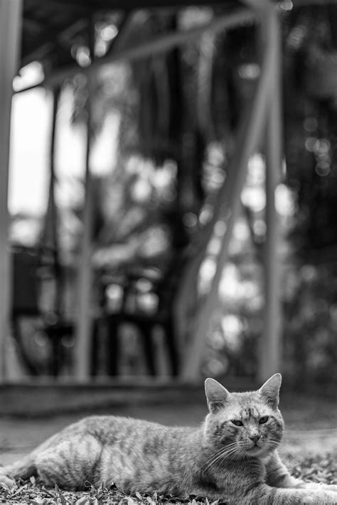 Strecthing Cat Photos Download The Best Free Strecthing Cat Stock