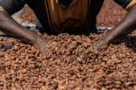 European Chocolate Buyers Warned To Pay Up For Sustainable Cocoa