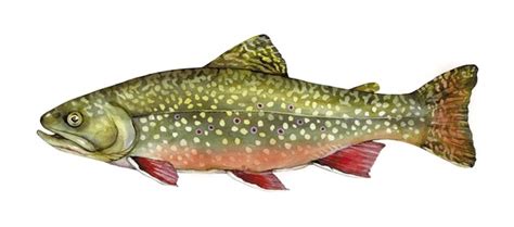 Brook Trout Outline