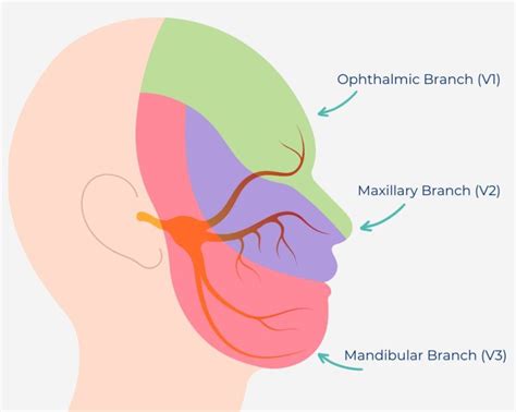 Exploring The Branches Of The Trigeminal Nerve