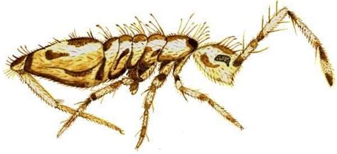 Entognatha Alchetron The Free Social Encyclopedia