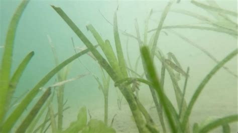 地球温暖化を食い止める一つの手段として注目の「アマモ」 福山大がアマモを増やす技術の開発に取り組む｜地球派宣言
